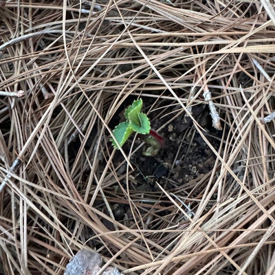 Golden-raspberry-plant-anne-non-gmo-buy-4-get-1 - Etsy