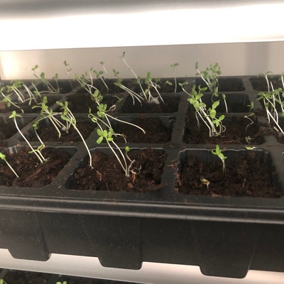 30 Raspberry Ripple Carnation Flower Seeds / Perennial / Dianthus - Etsy