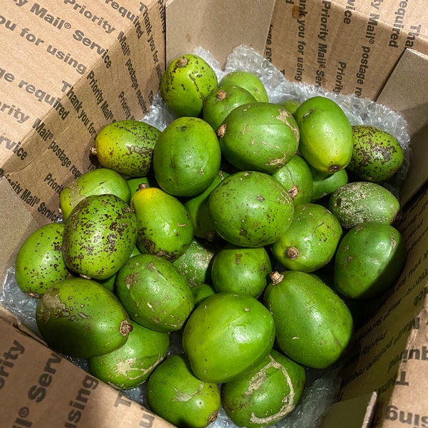 Fresh Dwarf June Plums 5 Lbs- Always Freshly Picked - ** Pre Orders ...