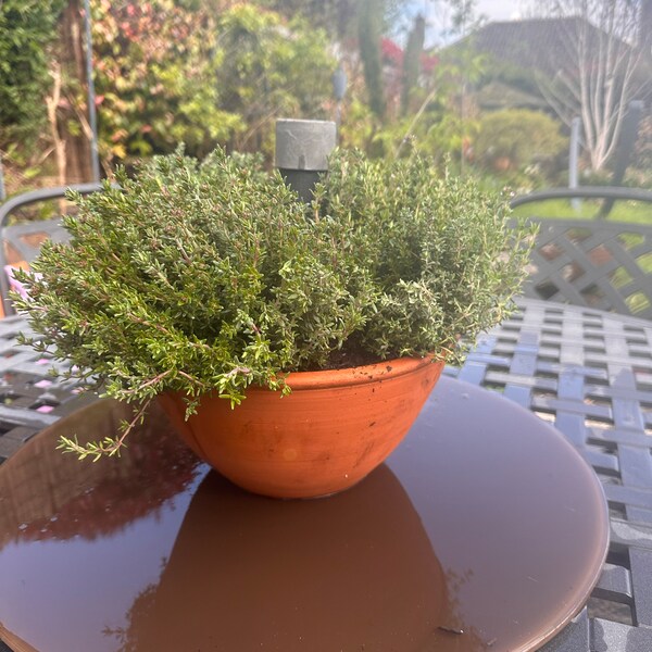 Terracotta Parasol Planter Pot - Etsy