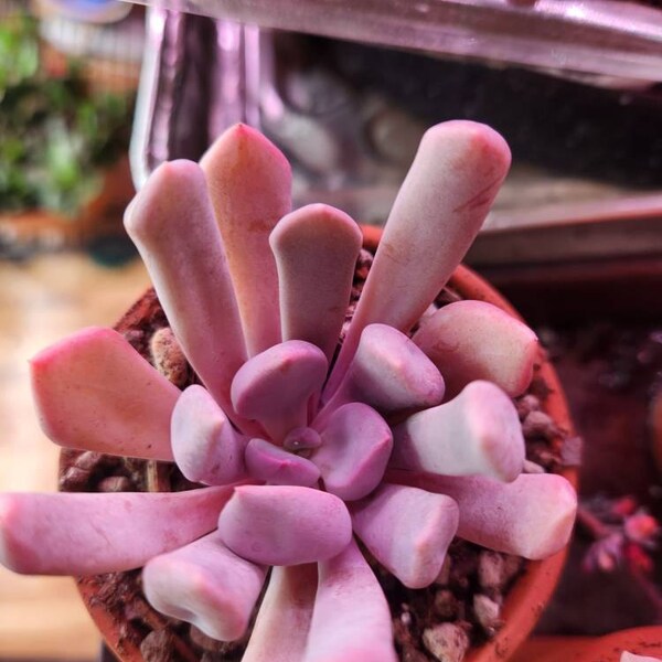 Rare Succulent - Graptoveria 'topsy-debbie' Cupid (deep Pink) - Etsy