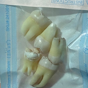 10 Real Human Teeth molars, Premolars, & Anteriors - Etsy