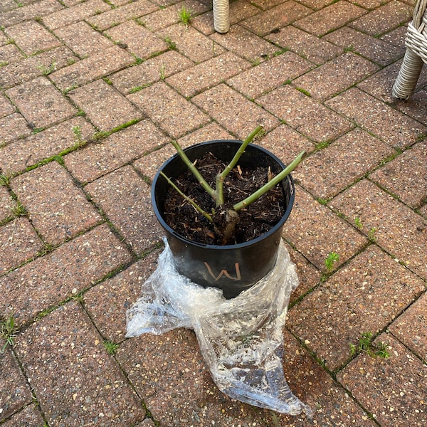 Rose 'fantastic at 60' - Happy Birthday Rose Gift Wrapped With Huge Bow ...