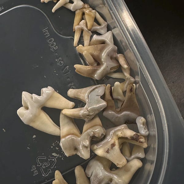 Nature Cleaned COYOTE Teeth Lots. Multiple Variations Available ( Molar ...
