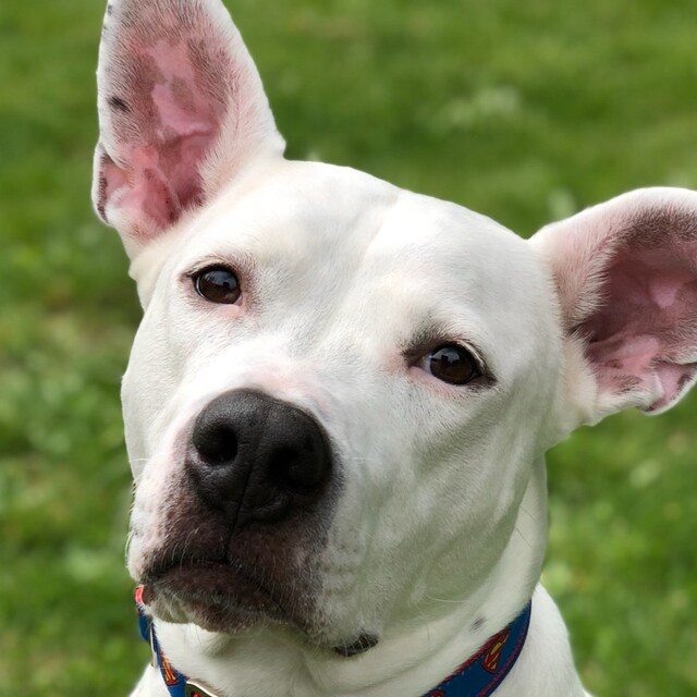Terri loved their purchase from dogsartcollars