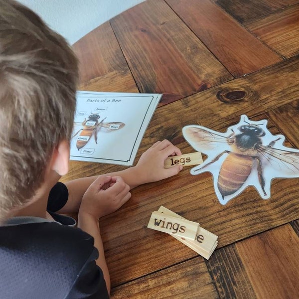 Animal Classification Sorting Set, Montessori Object Classification ...