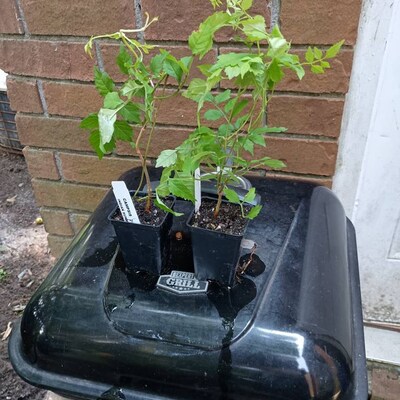 Chinese Elm Quart Container - Etsy