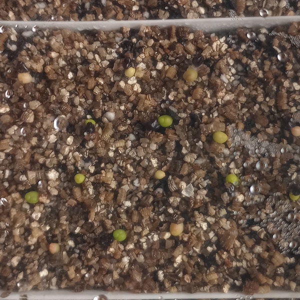 Easter Spring April Classroom Door Decor and Bulletin Board Kits Print ...