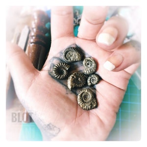 50 mm Uncommon calcite Crinoid fossil found at Charmouth on | Etsy