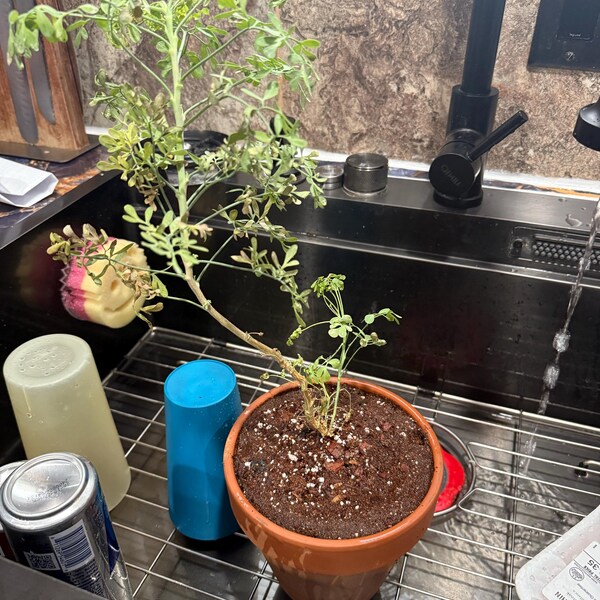 Carabao Philippine Mango Seedling Live Plant - Etsy