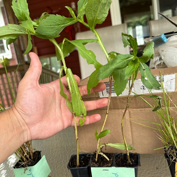 Helenium Autumnale | Sneezeweed | Starter Plant Plug | Live Plant ...