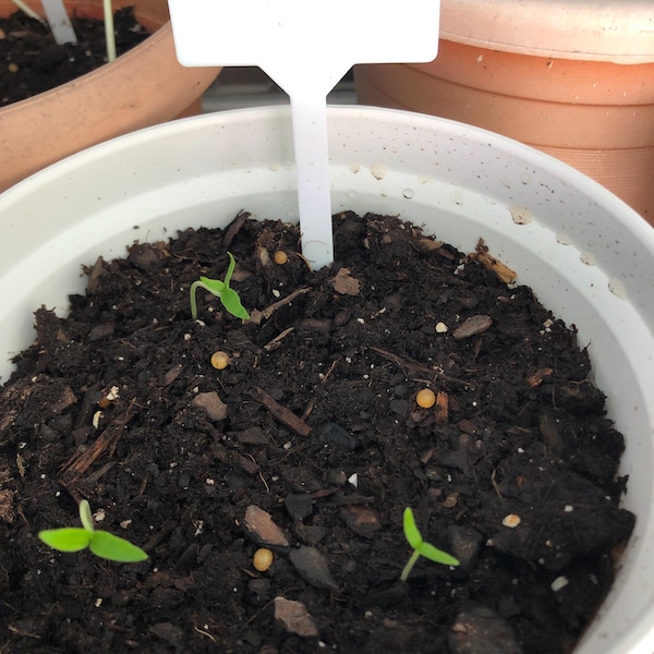 SEEDS Aji Dulce Puerto Rico Sweet Pepper | 75 Heirloom Seeds | Capsicum ...