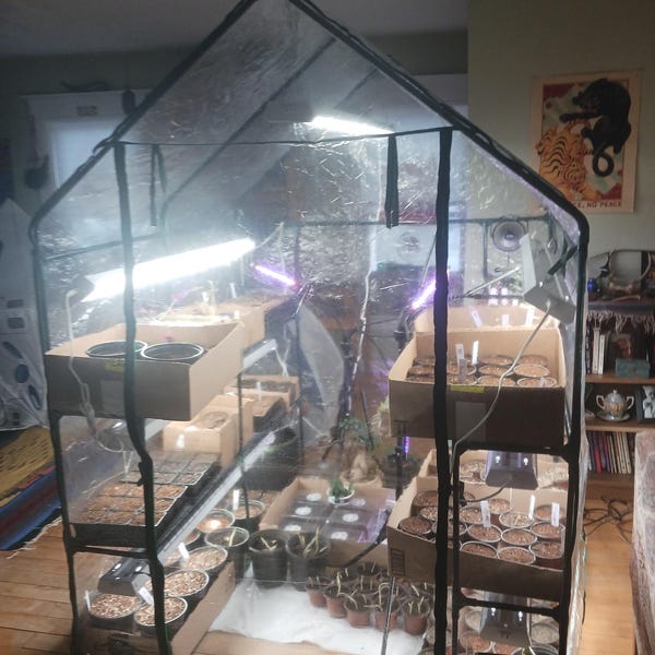 Shiny Blueberry 25 Seeds Vaccinium Myrsinites Organic & Non-gmo Florida ...