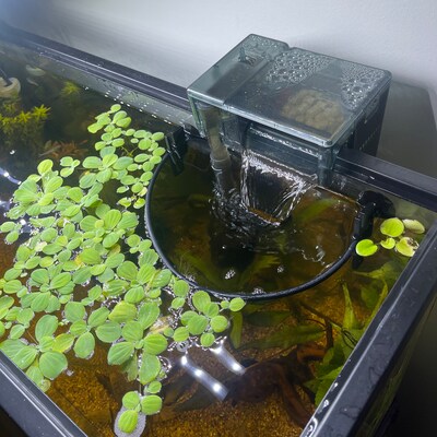 Floating Plant Corral Self Leveling Free Mystery Plant - Etsy