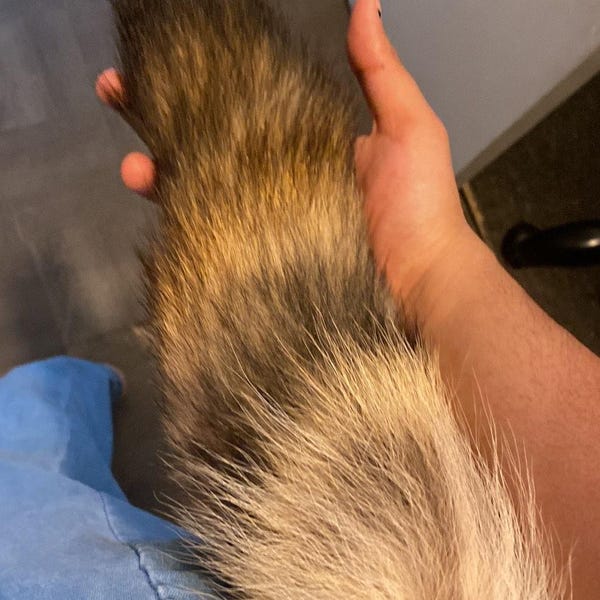 Theta Delta Wolf Coyote Therian Sticker Vinyl 3 Inch - Etsy