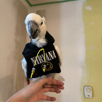 Phantom HARNESS JACKET Parrot Hoody Bird/parrot Clothing, Bespoke ...