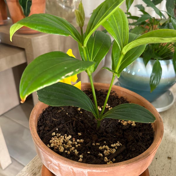 Royal Intenz Magnifica Medinilla Plant~~live Well Rooted Starter Plant ...