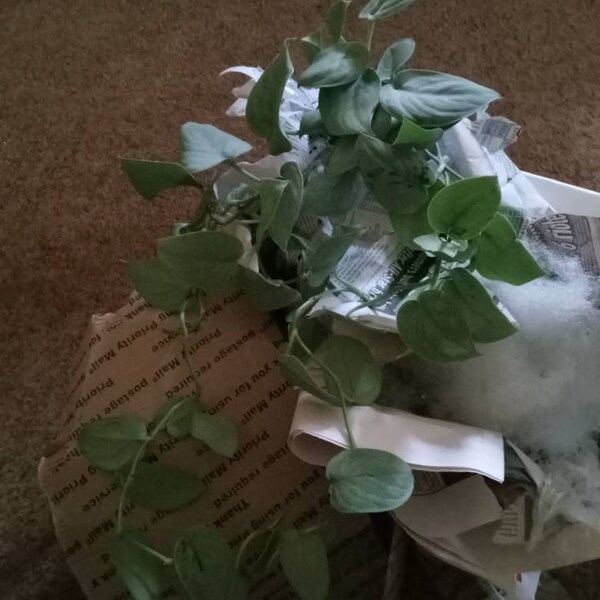 3” Sooo (TM) Silver Scindapsus Plant Pot - NEW CULTIVAR - Lush ...