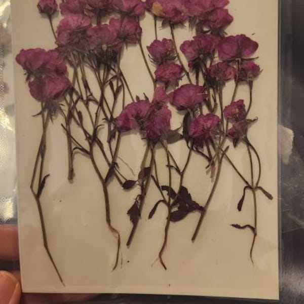 12pcs Pressed Dried Mini Rose Buds With Stems,ready to Ship, Pressed ...