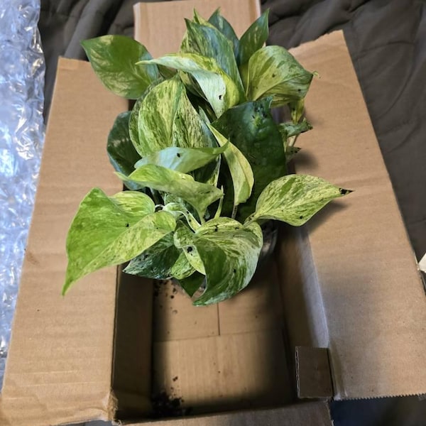 Scindapsus Mayari Variegated in a Nursery Pot | Rare Scindapsus Single ...