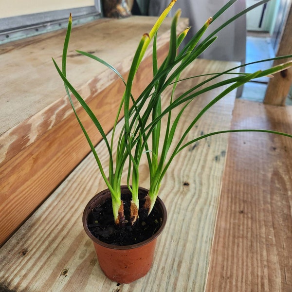 Wild Huckleberry - 100+ Seeds - Wildlife Food - Etsy