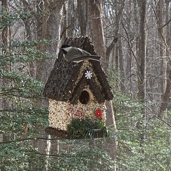 Edible Bird Home, Birdseed Birdhouse, Bird Seed House, Handmade Bird ...