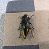 Cicada.tacua Speciosa Real Specimen - Etsy