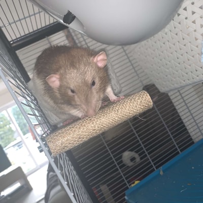 Degu Corner Shelf Pet Toy, Degu, Rat, Gerbil, Hamster Cage Accessory ...