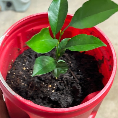 Treesagain Valencia Orange Tree Citrus Sinensis Starter Plug - Etsy