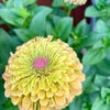 Giant Gerbera Daisy Hybrid Seeds Mix, Gerbera Jamesonii GE0110 - Etsy