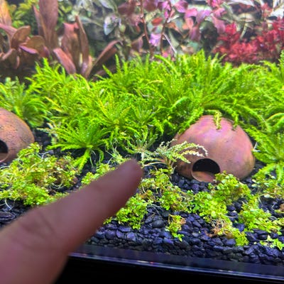 1 Pink Flamingo Crypt Plant Live Aquarium Plants Free S/h Live Aquatic ...