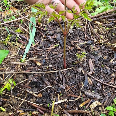 10 Wild Geraniums Plants Cranesbill Geranium Maculatum Organic Bare ...