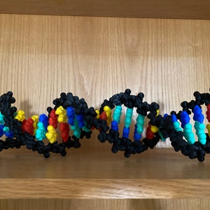 Realistic DNA Model 3d-printed - Etsy