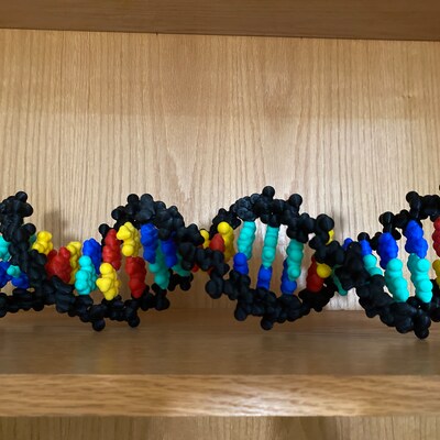 Realistic DNA Model 3d-printed - Etsy