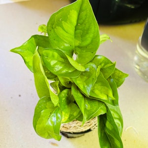 Silver Splash Pothos Scindapsus Pictus Exotica - Etsy