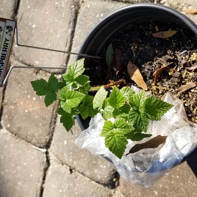 Fall Gold Raspberry 4 to 6 Inch rubus Idaeus Live Starter Plant - Etsy