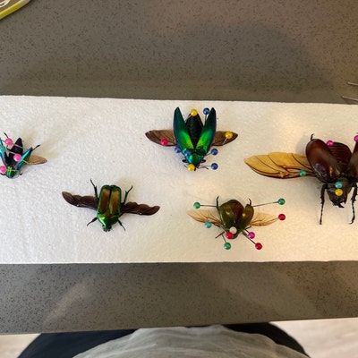 Beetle Mounting Kit for Beginners, With Real Beetles and Tools - Etsy