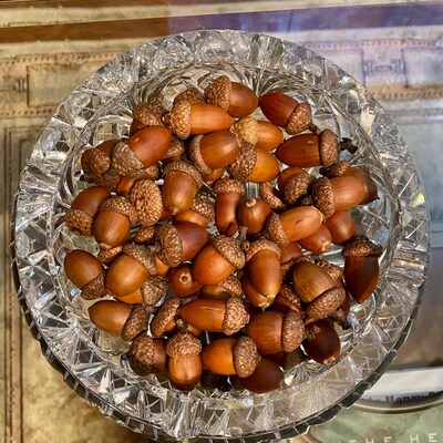 SMALL Real Acorns Natural Acorns Rustic Decor Thanksgiving - Etsy