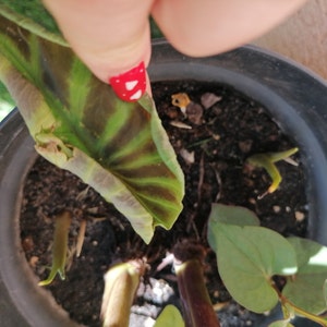 10 Ibicella lutea Seeds Martynia lutea Proboscidea lutea | Etsy