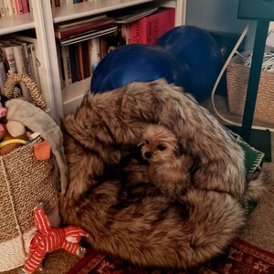 PRE-ORDER Teddy FLOOF for People Escape Den Cuddle Cave Dog Bed for ...