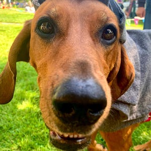 Gary Snail Dog Costume, Snail Dog Outfit, Halloween Dog Outfit, Dog ...