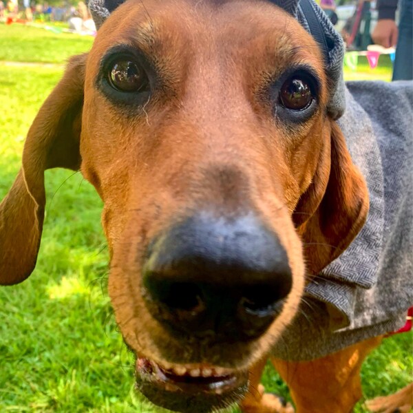 Kentucky Derby Dog Dress, Kentucky Derby Dog Outfit, Girl Dog Outfit ...