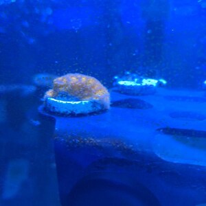 Green Tip Frogspawn - Etsy