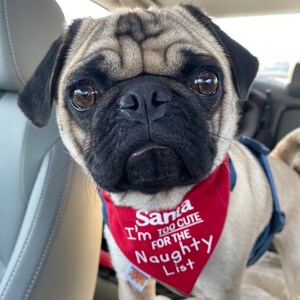 The Picnic Reversible Snap on Dog Bandana, Reversible, Two Looks in One ...