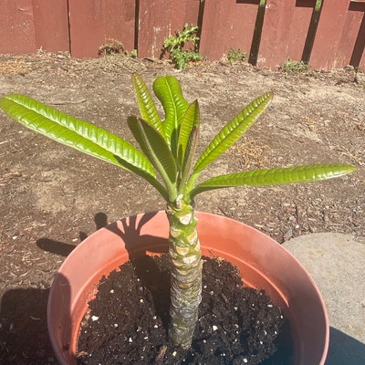 DIRECT FROM HAWAII Plumeria Tree Cutting Exotic Colorful - Etsy