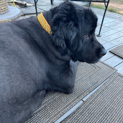 Labrador Retriever Dog Collars, Canoe Dog Collars, Wilderness Dog ...