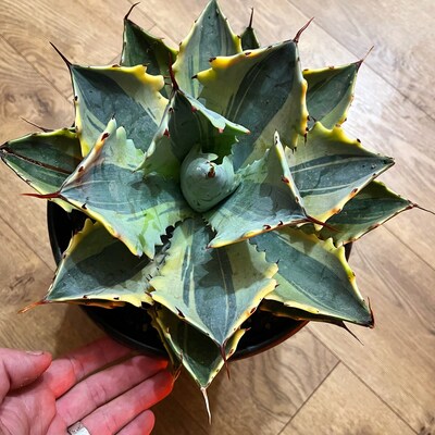 Portulaca Afra 'variegata Variegated Elephant Bush in 6 Inch Pots - Etsy