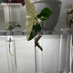 Persian Queen Geranium Golden Chartreuse Leaves and Neon Pink - Etsy