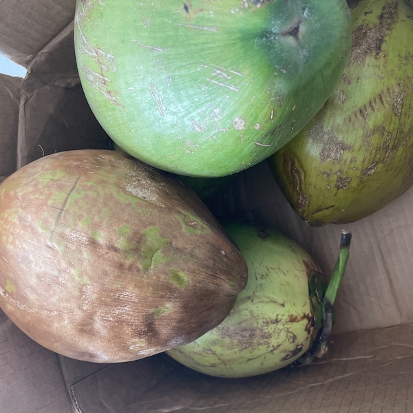 Key Limes Fresh Seeded (ALKALINE) the Actual Fruit (key Lime) Free ...