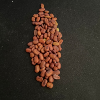 FALSE SUNFLOWER Seeds FREE Shipping Fresh & Organic Heliopsis Scabra ...
